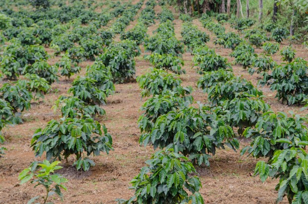 JENIS-JENIS KOPI NUSANTARA - Majalah Otten Coffee