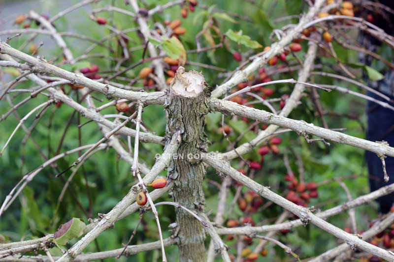 COFFEE TRIP: TENTANG HAMA PENGGEREK KOPI - Majalah Otten Coffee